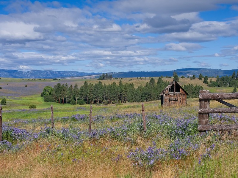 The Complete List of Flowers That Start With V - Flora Fauna Fun