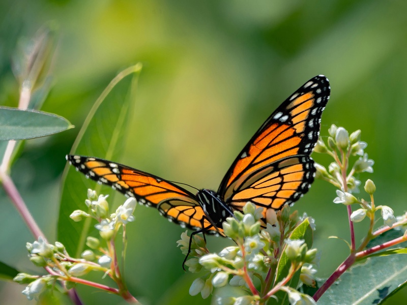 The Complete List of Common Animals That Start With V - Flora Fauna Fun