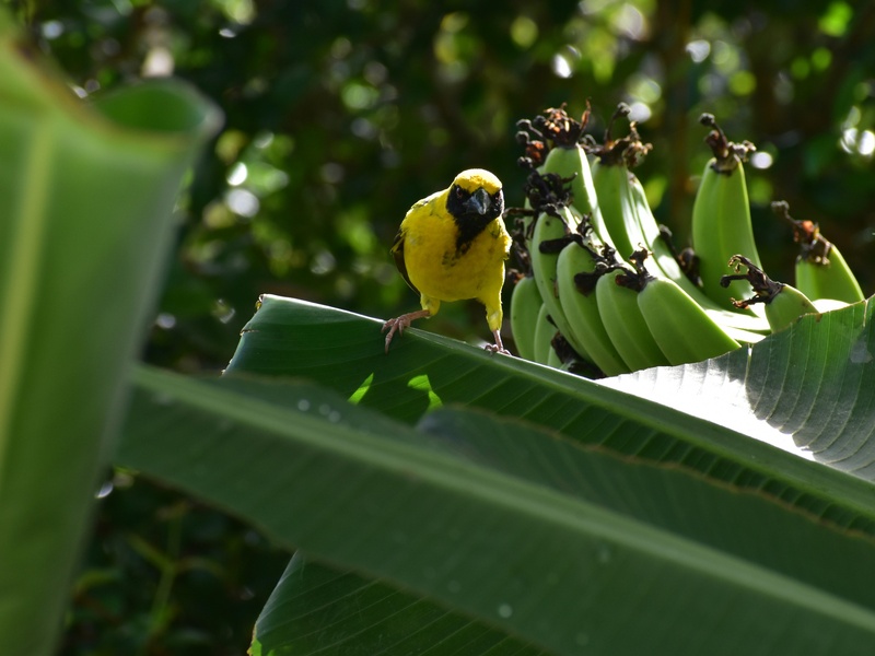 Birds of Mauritius: The Complete List - Flora Fauna Fun