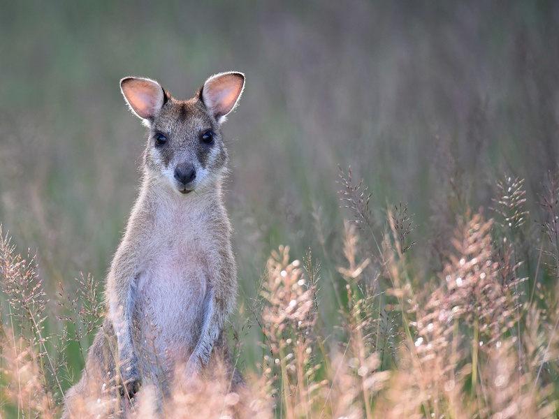 The Complete List of Common Animals That Start With W - Flora Fauna Fun