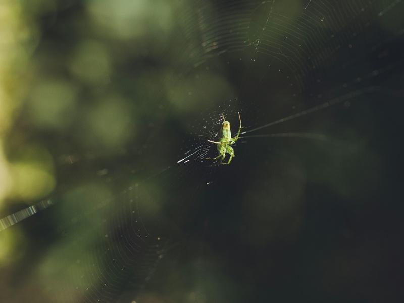 The Complete List of Green Spiders - Flora Fauna Fun