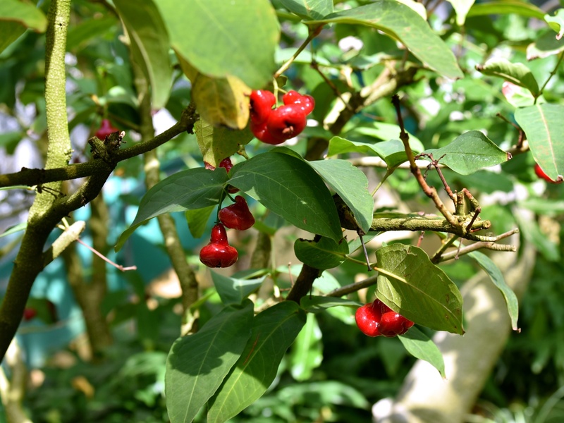 The Complete List of White Fruits - Flora Fauna Fun