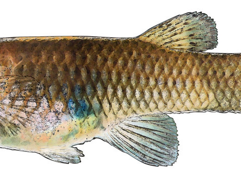 The Complete List of Invasive Species in Japan - Flora Fauna Fun