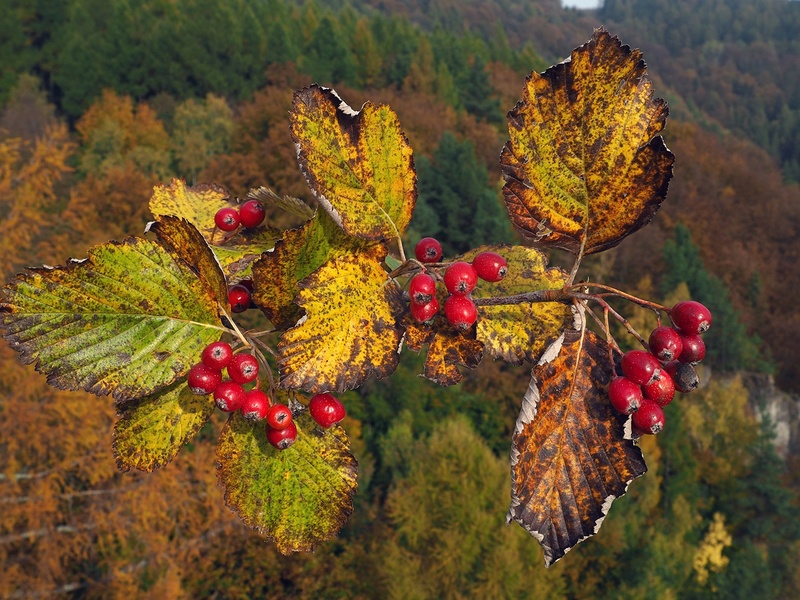 Trees of Denmark: The Complete List - Flora Fauna Fun