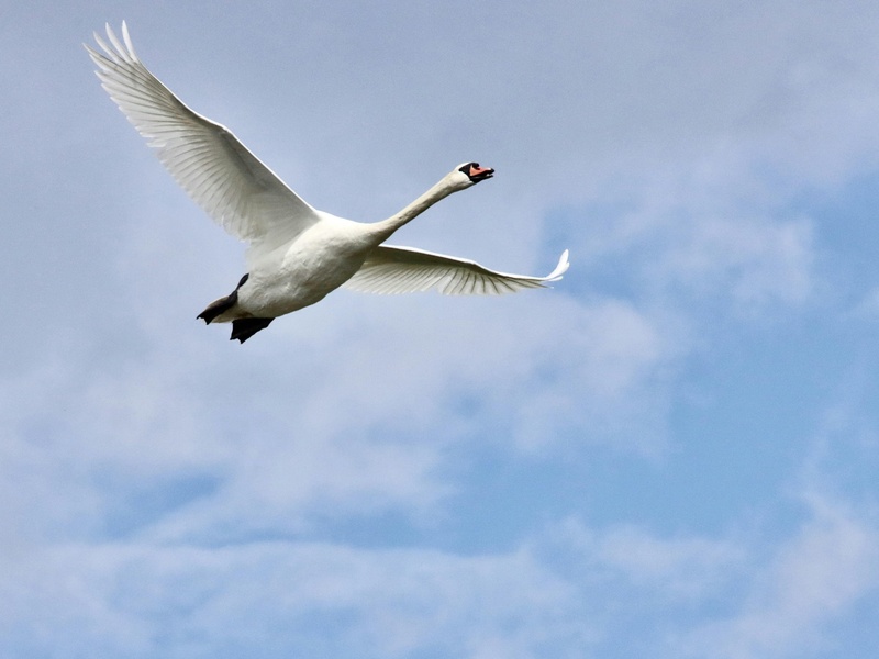 Birds of Romania: The Complete List - Flora Fauna Fun