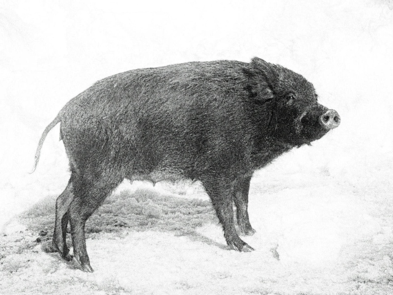 The Complete List of Invasive Species in Japan - Flora Fauna Fun