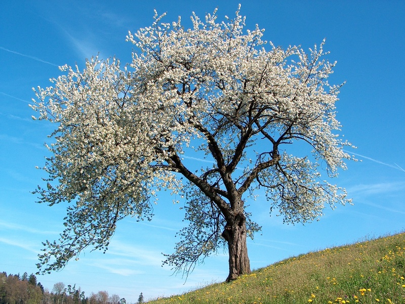 Trees of Denmark: The Complete List - Flora Fauna Fun