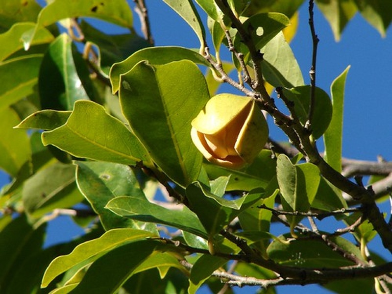 The Complete List of Senegal's Native Plants - Flora Fauna Fun