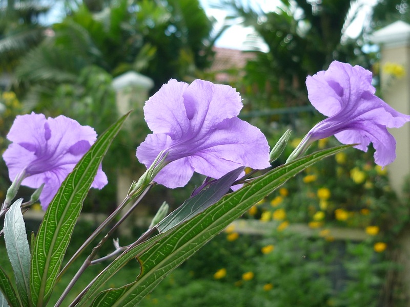 List of the Dominican Republic's Native Plants - Flora Fauna Fun