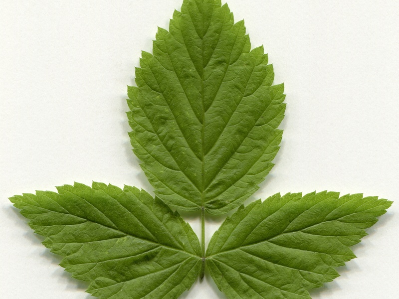 Forest Fruits: The Complete List - Flora Fauna Fun