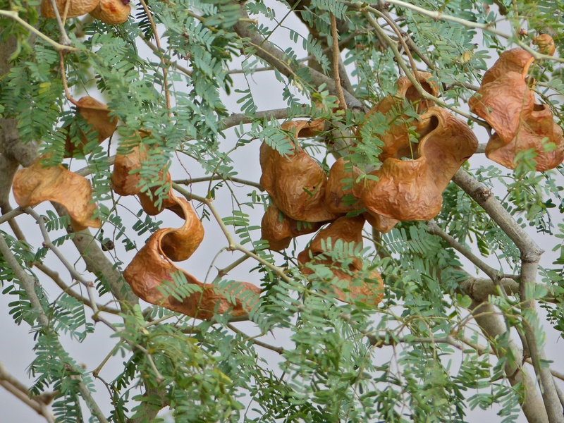 The Complete List of Senegal's Native Plants - Flora Fauna Fun