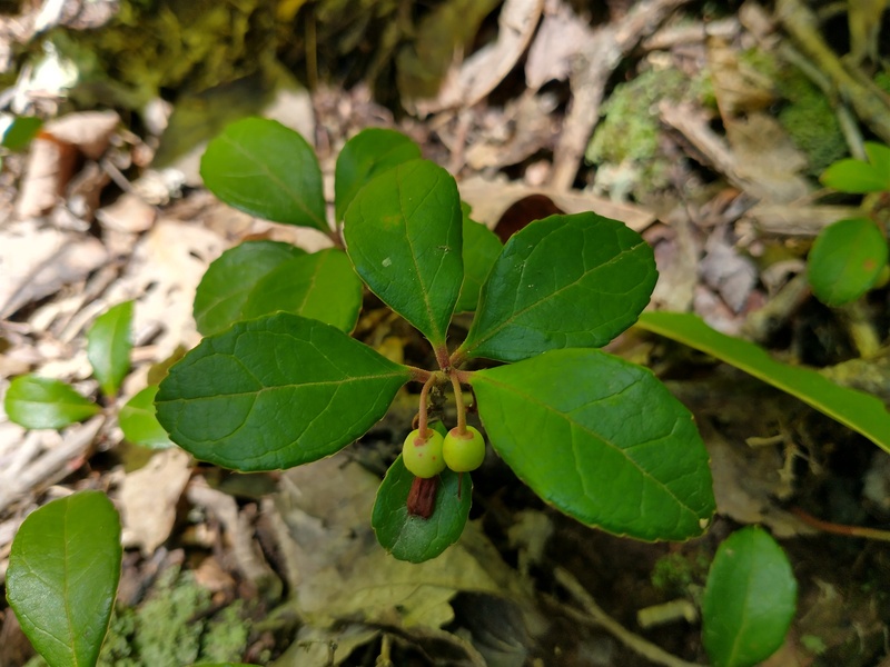 Forest Fruits: The Complete List - Flora Fauna Fun
