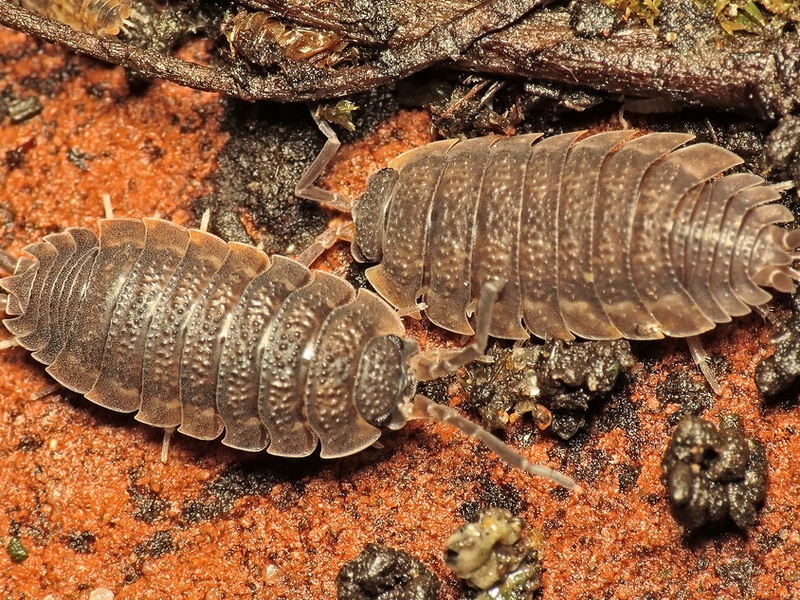 The Complete List of Boreal Forest Decomposers - Flora Fauna Fun