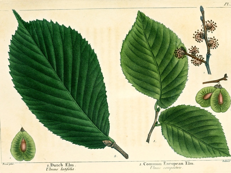 The Complete List of Wales' Native Plants - Flora Fauna Fun