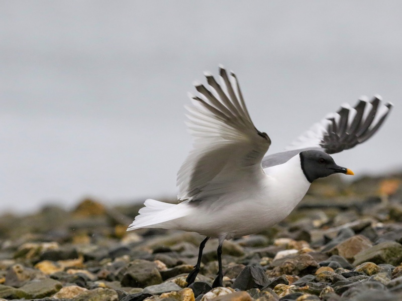 The Complete List of Common Animals That Start With X - Flora Fauna Fun