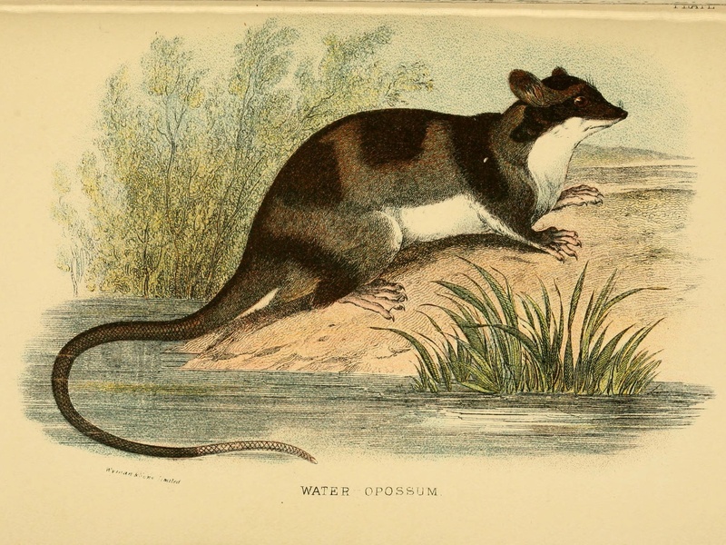 The Complete List of Common Animals That Start With Y - Flora Fauna Fun