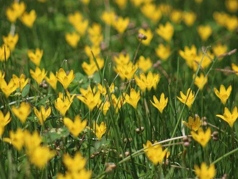 The Complete List of Flowers That Start With Z - Flora Fauna Fun