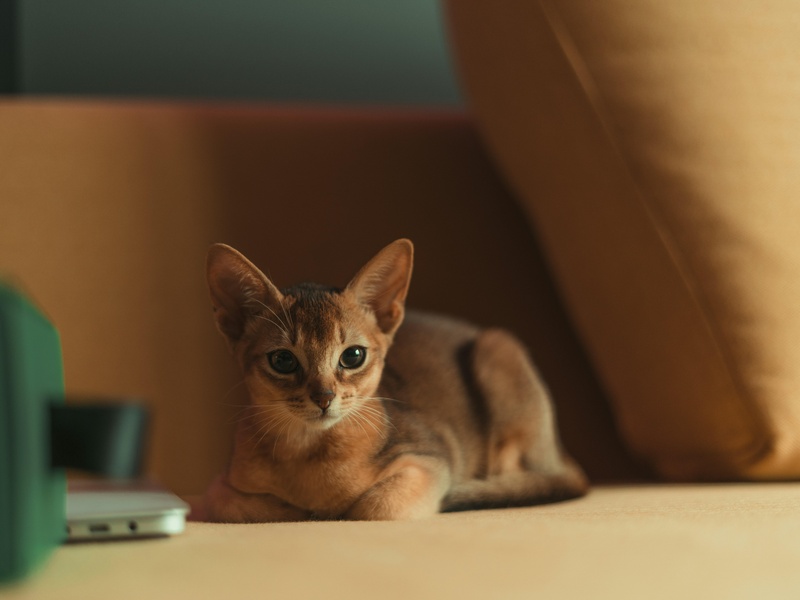 Striped Cat Breeds: The Complete List - Flora Fauna Fun