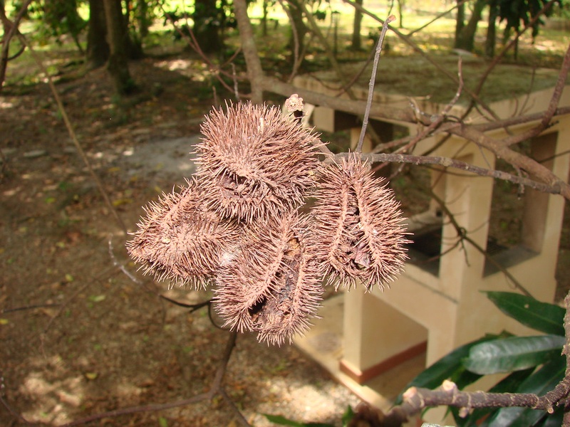 Flowers of Ecuador: The Complete List - Flora Fauna Fun