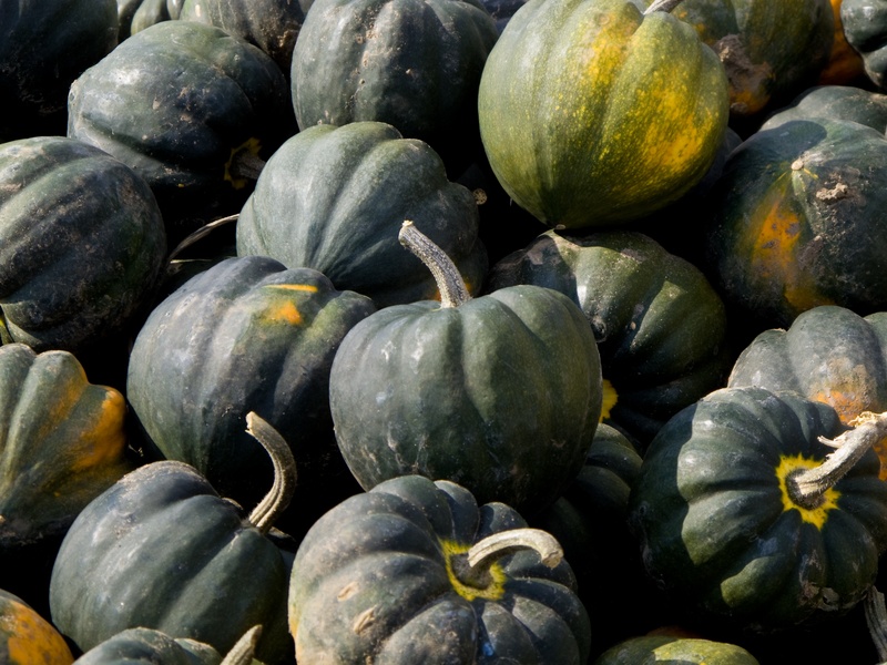 Vegetable Examples: The Complete List - Flora Fauna Fun