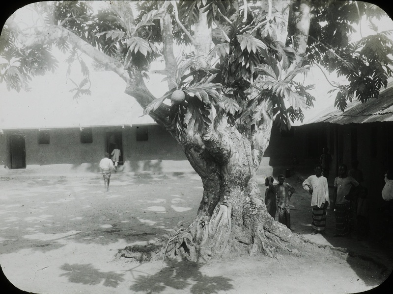 The Complete List of Trees of Senegal - Flora Fauna Fun
