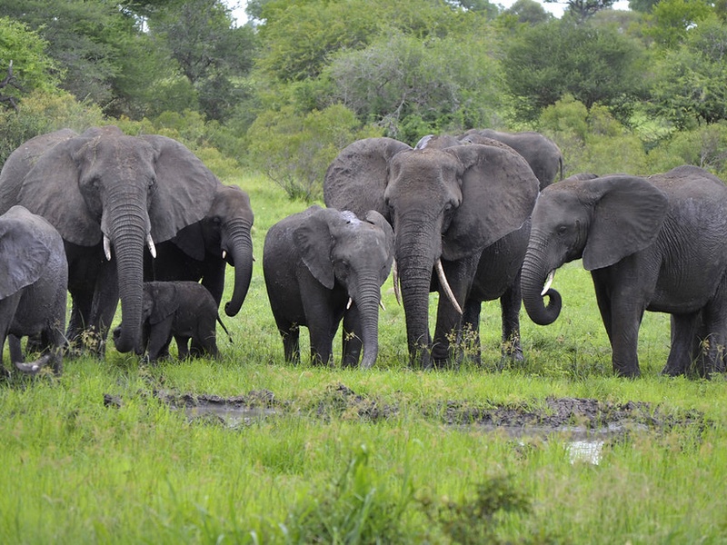 Animals of Kenya: The Complete List - Flora Fauna Fun