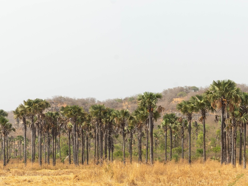List of Niger's Native Plants - Flora Fauna Fun