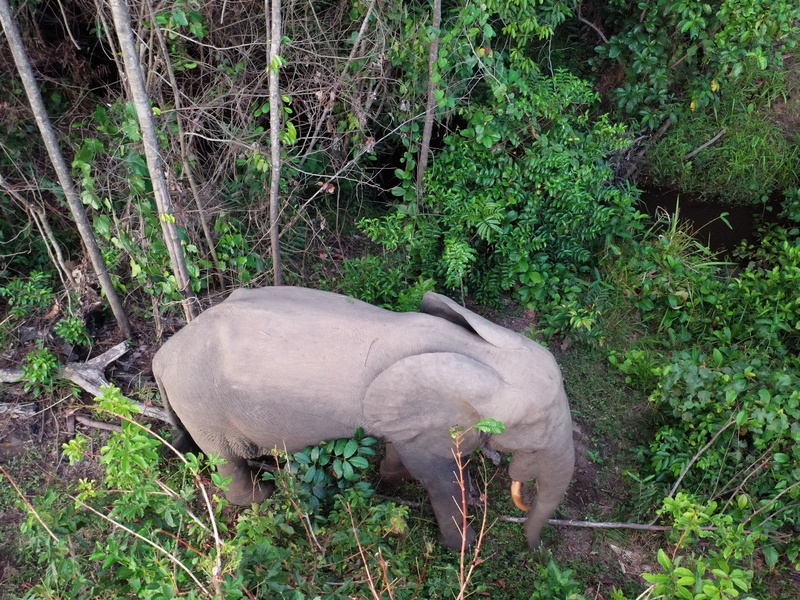 List of Forest Herbivores - Flora Fauna Fun