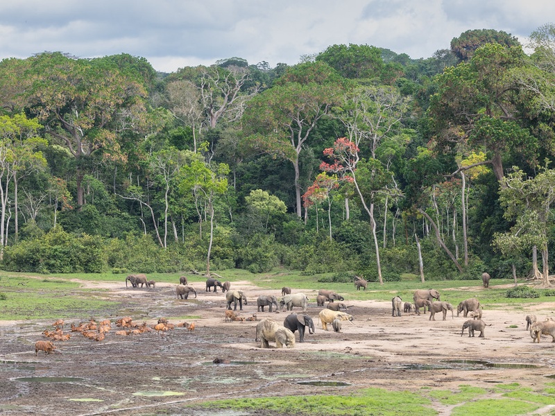 List of Congo Rainforest Fauna - Flora Fauna Fun