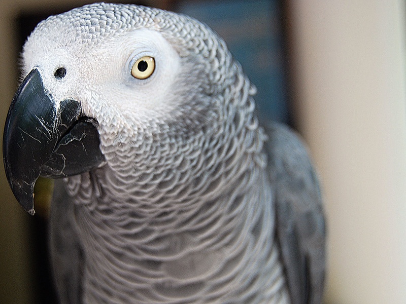 Birds of Nigeria: The Complete List - Flora Fauna Fun