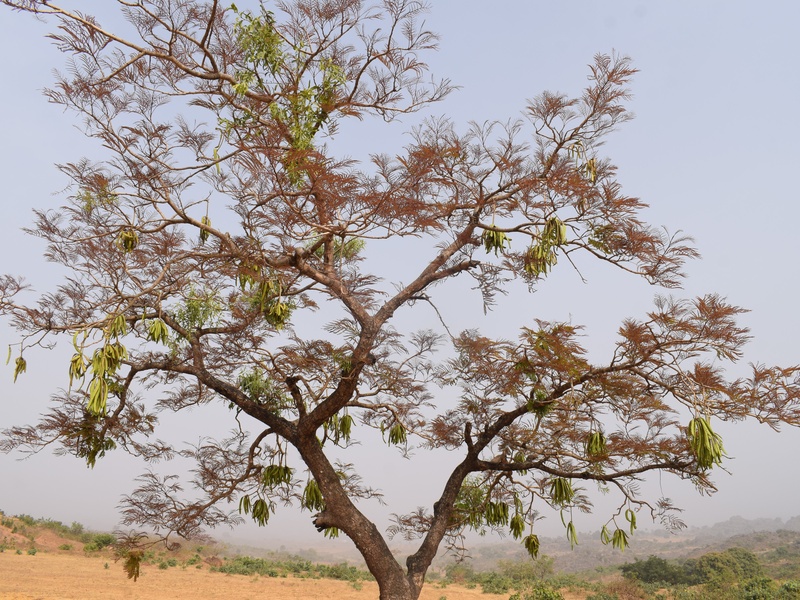 The Complete List of Trees of Senegal - Flora Fauna Fun