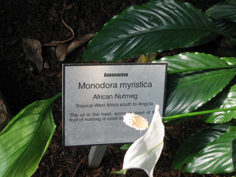 African Rainforest Spices: The Complete List - Flora Fauna Fun