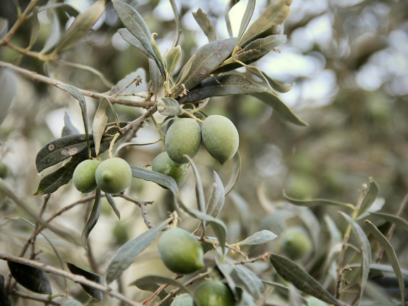 The Complete List of Trees of Senegal - Flora Fauna Fun