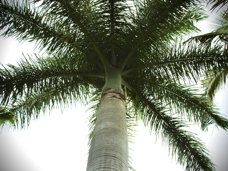 The Complete List of Trees of Senegal - Flora Fauna Fun