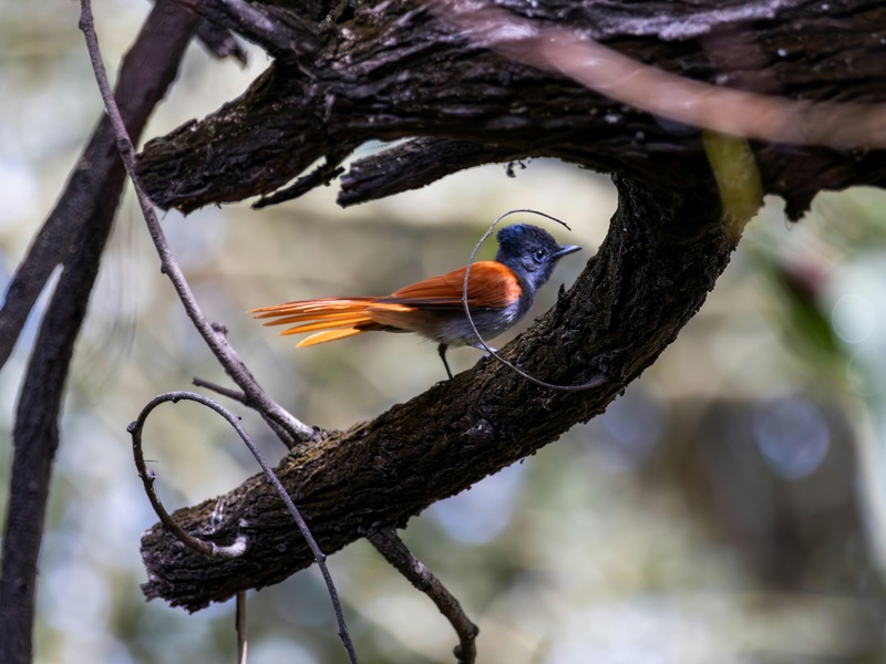 Birds of Nigeria: The Complete List - Flora Fauna Fun