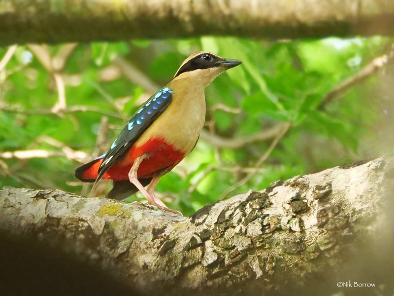 List of Congo Rainforest Fauna - Flora Fauna Fun