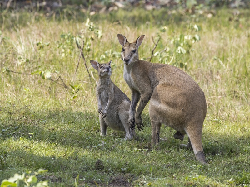 The Complete List of Savanna Animals - Flora Fauna Fun