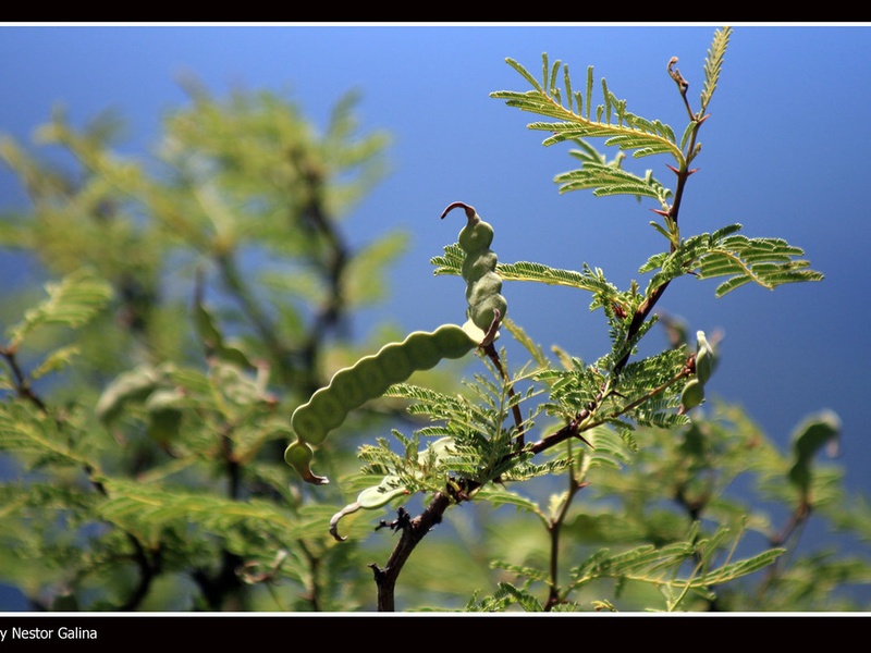 List of Paraguay's Native Plants - Flora Fauna Fun