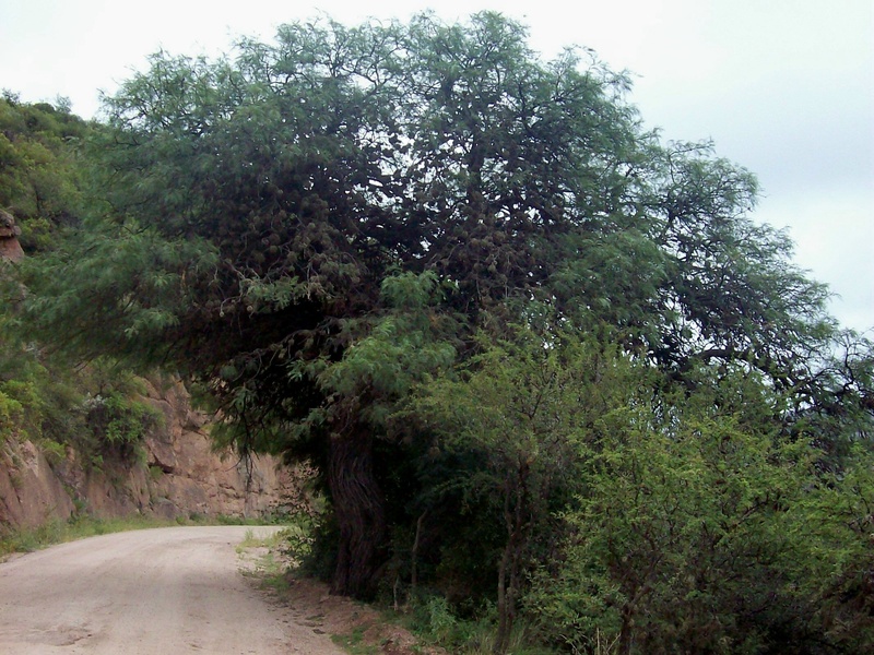 List of Paraguay's Native Plants - Flora Fauna Fun