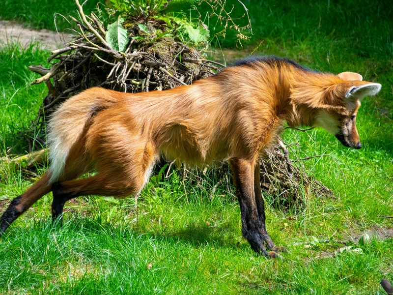 List of Light Brown Dog Breeds - Flora Fauna Fun