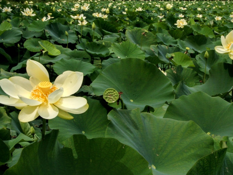 Wetland Flowers: The Complete List - Flora Fauna Fun