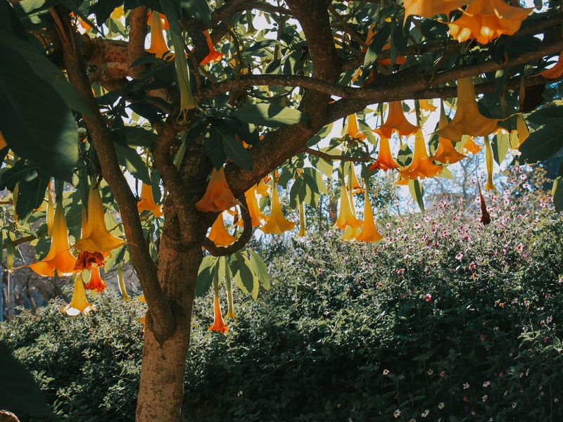 Flowers of Ecuador: The Complete List - Flora Fauna Fun
