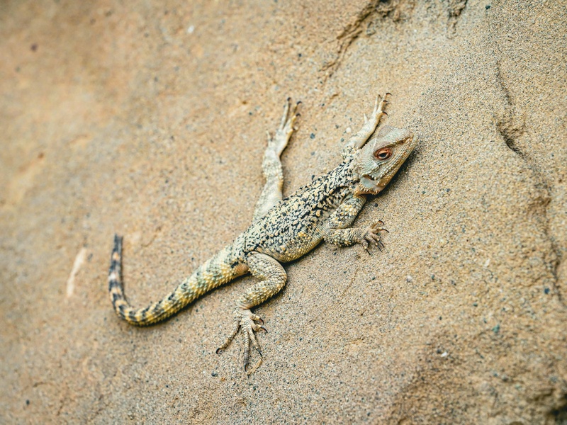 Reptiles of Saudi Arabia: The Complete List - Flora Fauna Fun