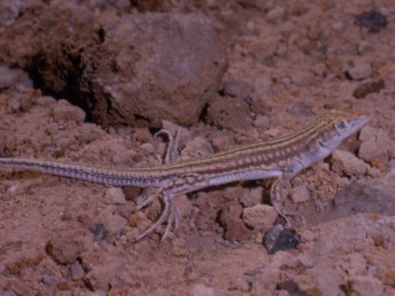 Reptiles of Saudi Arabia: The Complete List - Flora Fauna Fun