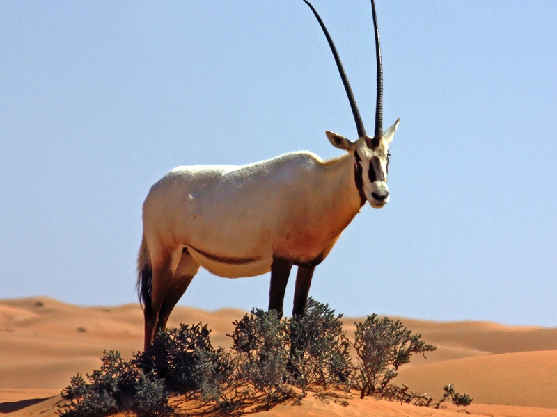 The Complete List of UAE Mammals - Flora Fauna Fun