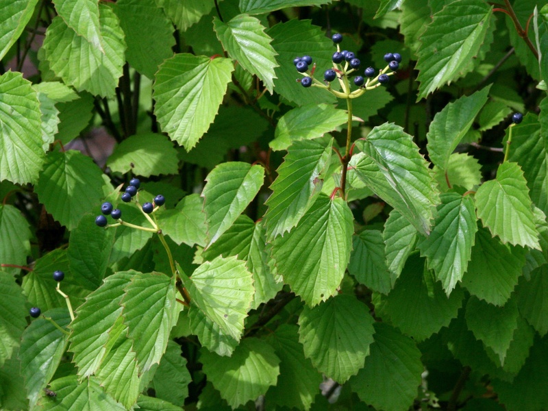 The Complete List of Blue Plants - Flora Fauna Fun