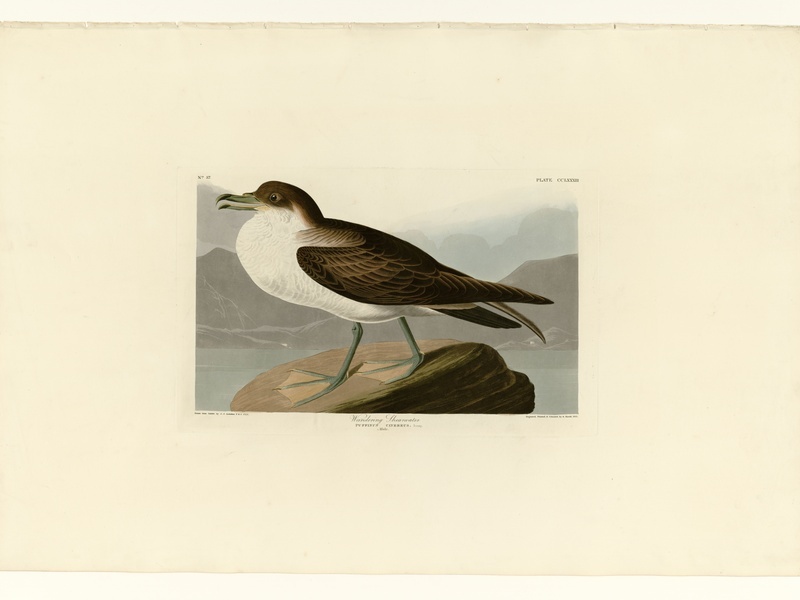 Birds Of The Maldives: The Complete List - Flora Fauna Fun