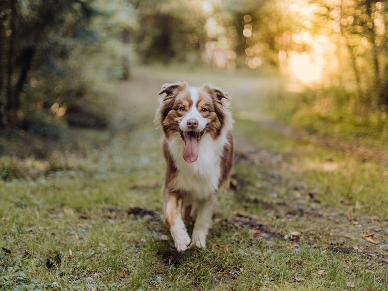 The Complete List of Herding Dog Breeds - Flora Fauna Fun
