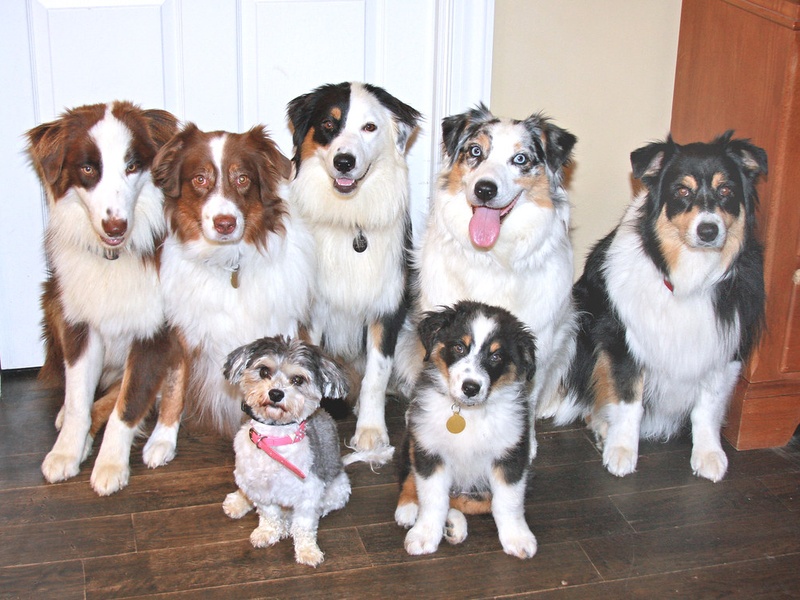 The Complete List of Farm Dog Breeds - Flora Fauna Fun