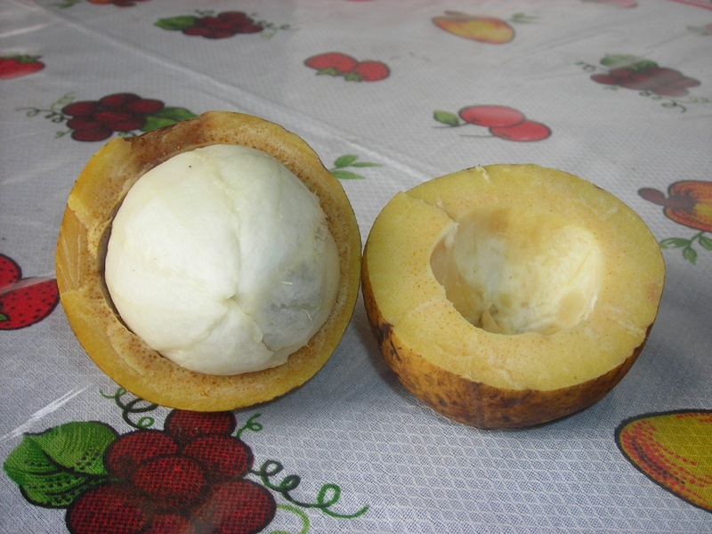 The Complete List of Rainforest Fruits - Flora Fauna Fun